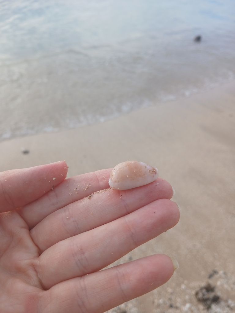 Erroneous Cowry from Mer Island QLD 4875, Australia on August 12, 2024 ...
