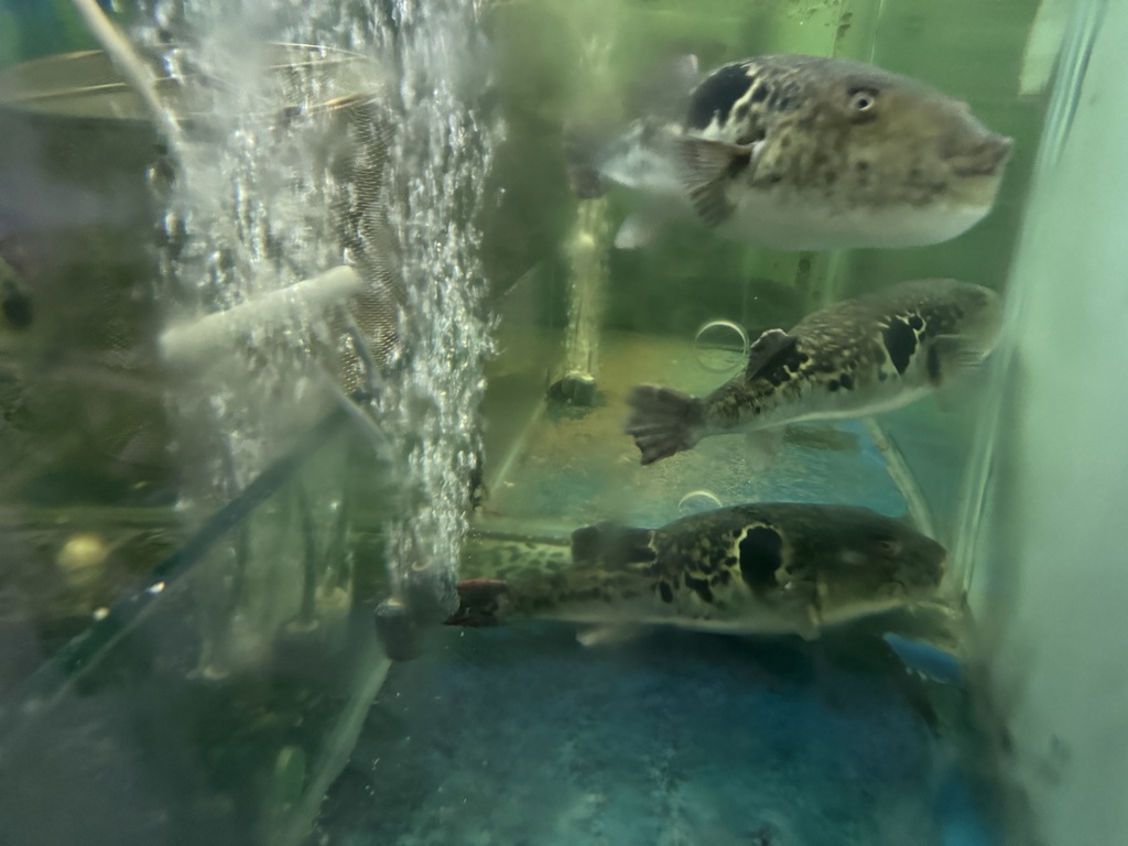 Tiger Puffer in August 2024 by ashzsh · iNaturalist