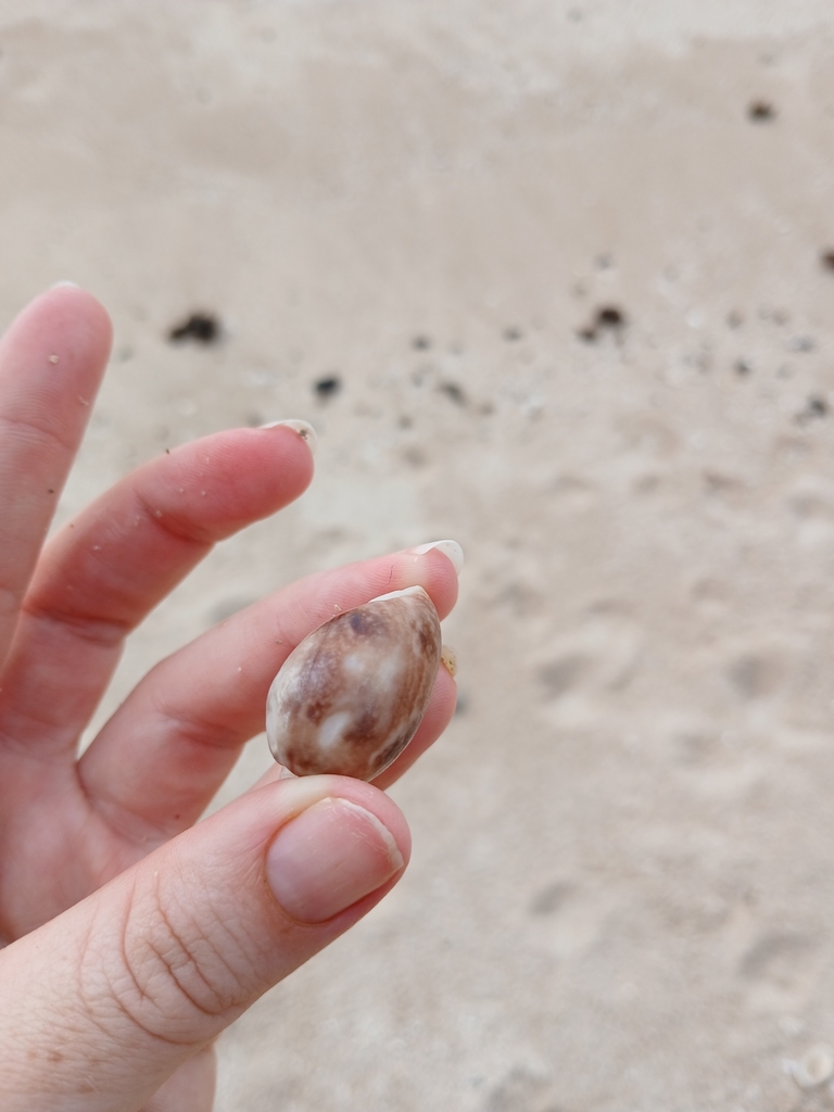 Bulla from Mer Island QLD 4875, Australia on August 12, 2024 at 05:08 ...