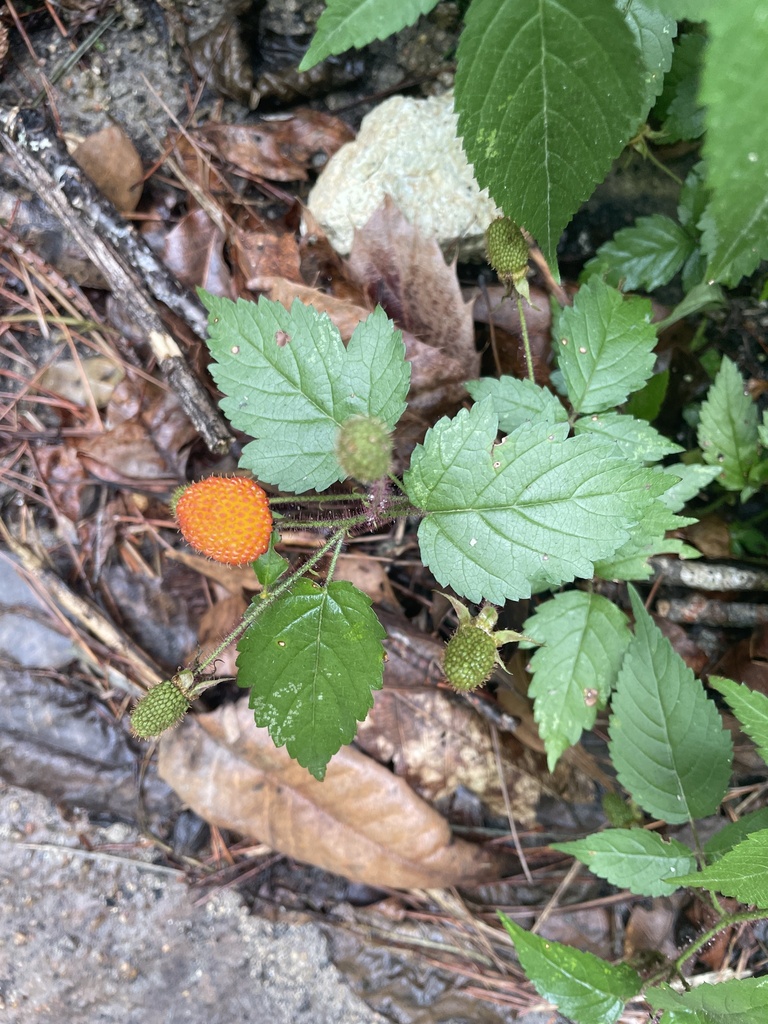 Rubus sumatranus from Lishui, CN-ZJ, CN on August 12, 2024 at 04:46 PM ...