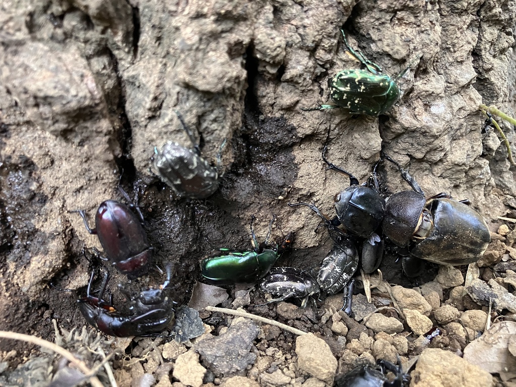 Japanese Drone Beetle in August 2024 by Banana Namekuji. (The green bug ...