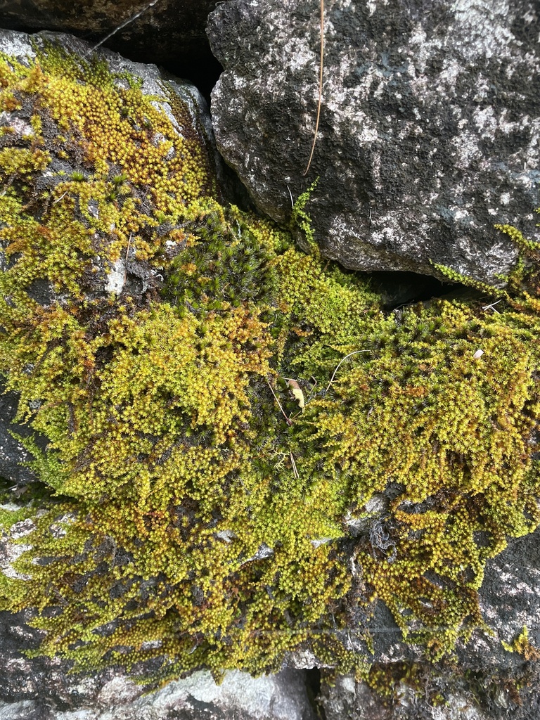 Macromitrium in August 2024 by Alex Pintsen JIN · iNaturalist