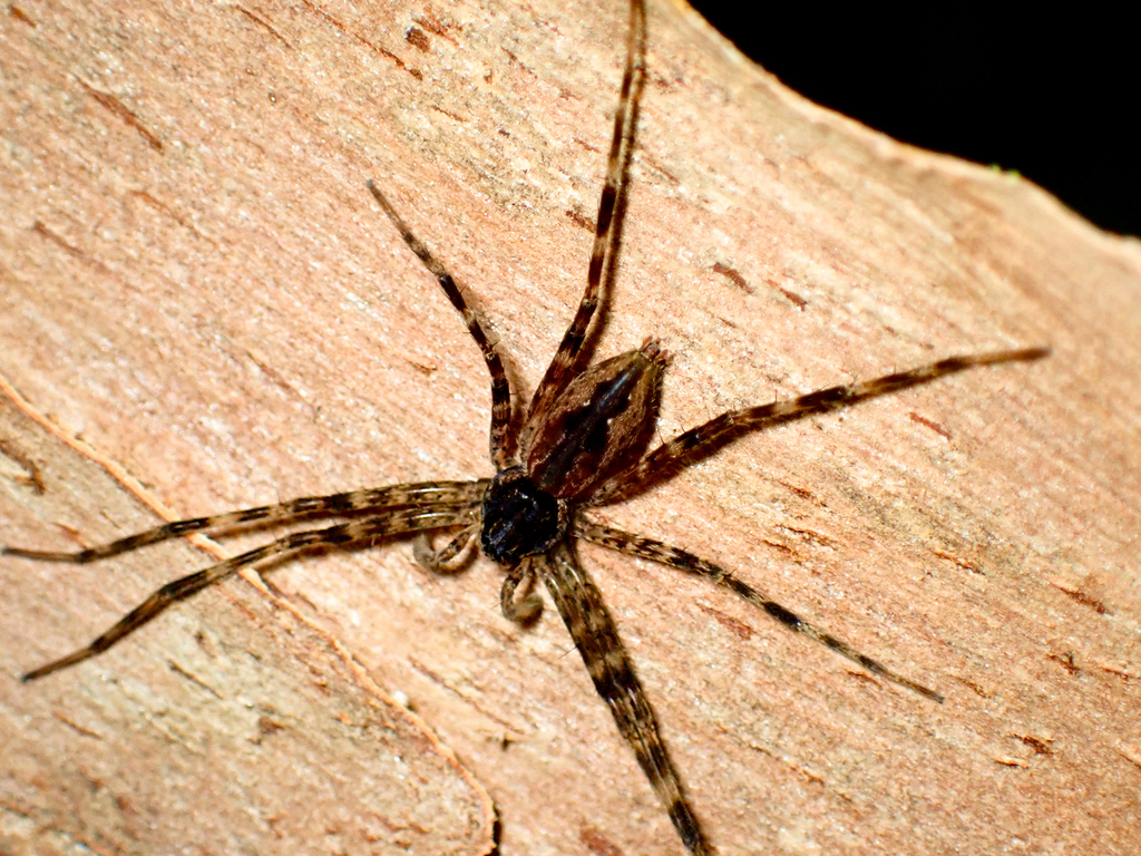 Megadolomedes from Somersby Falls, NSW, Australia on August 11, 2024 at ...