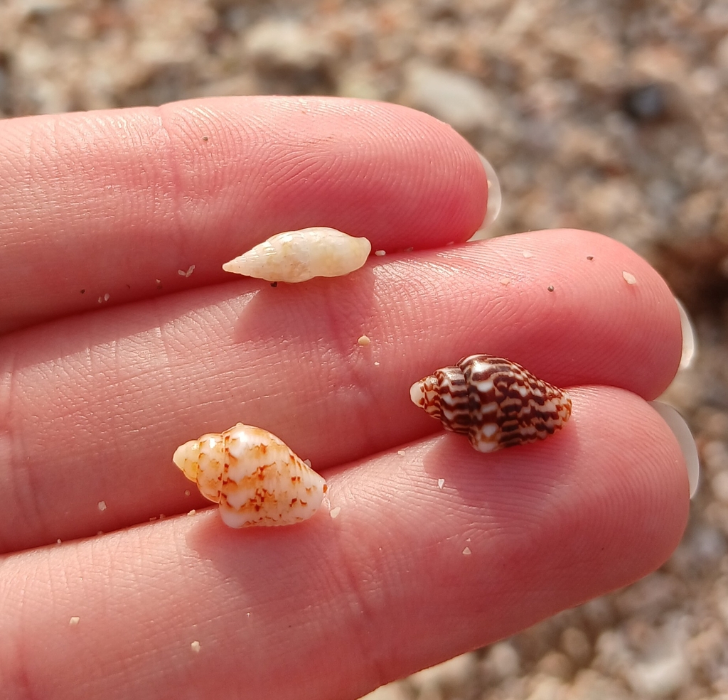 Dotted Dove Shell from Mer Island QLD 4875, Australia on August 12 ...
