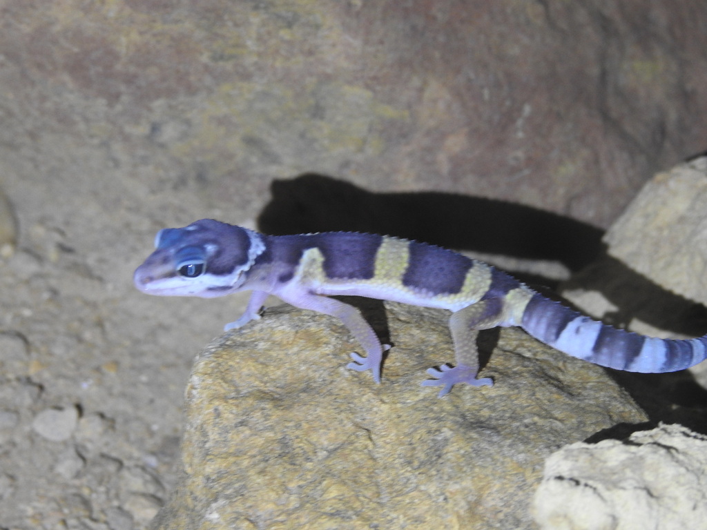 Common Leopard Gecko from Gadap Town, Karachi, Karachi City, Sindh ...