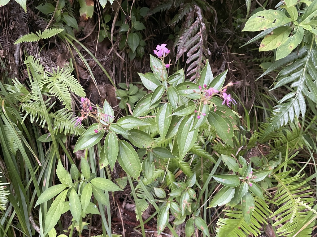 Bredia quadrangularis in August 2024 by Pintsen JIN · iNaturalist