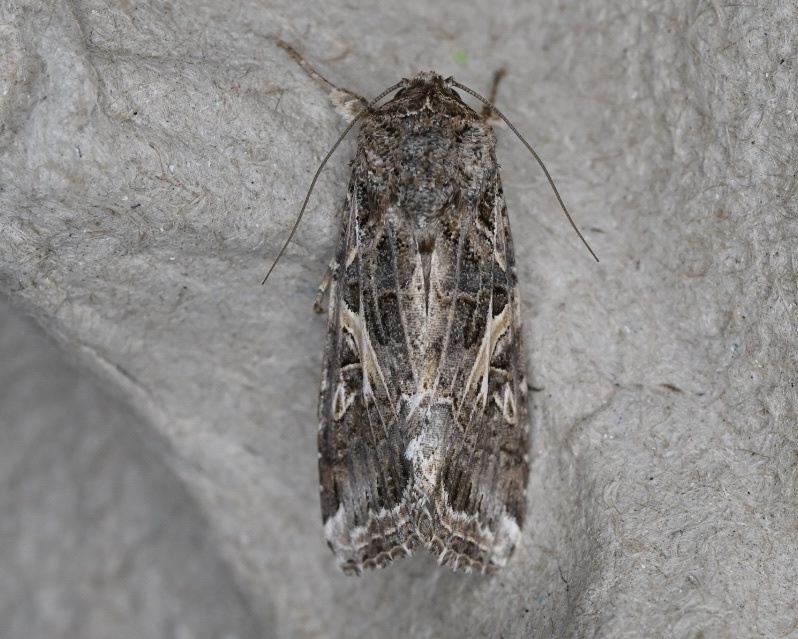 Yellow-striped Armyworm Moth from Weston Family Trail, Backus Woods ...