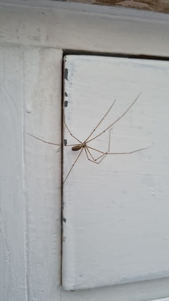 Long-bodied Cellar Spider from Te Aro, Wellington 6011, New Zealand on ...