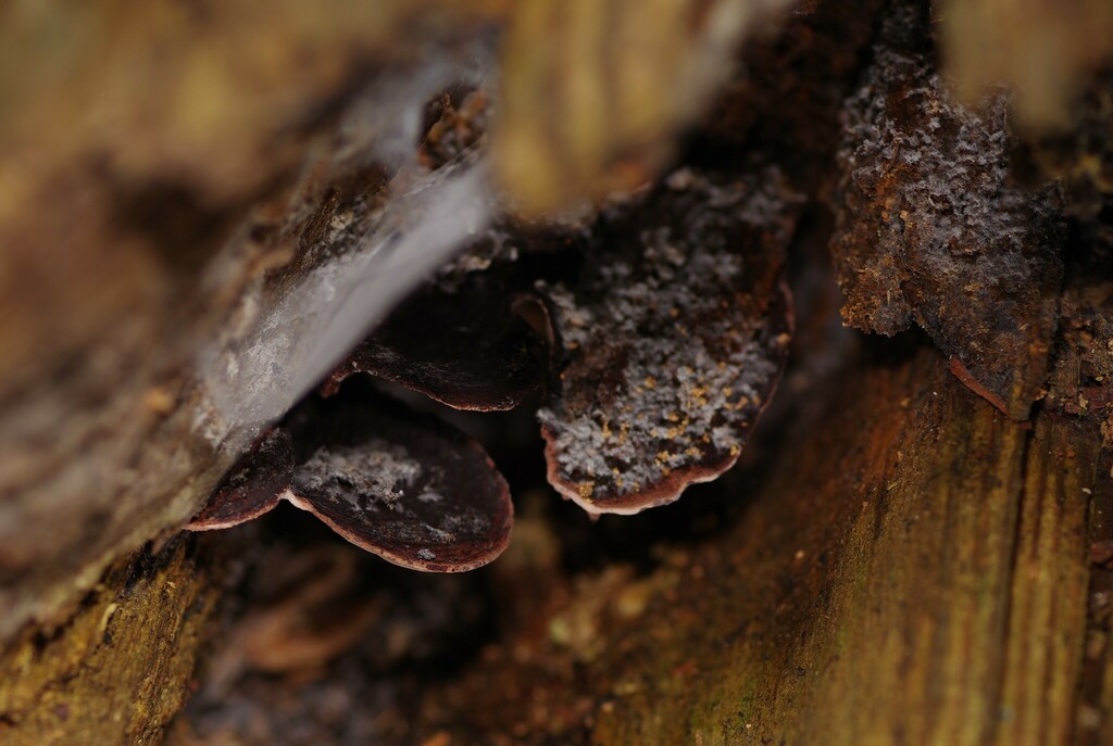 Nigroporus vinosus from Natchitoches Parish, LA, USA on August 11, 2024 ...