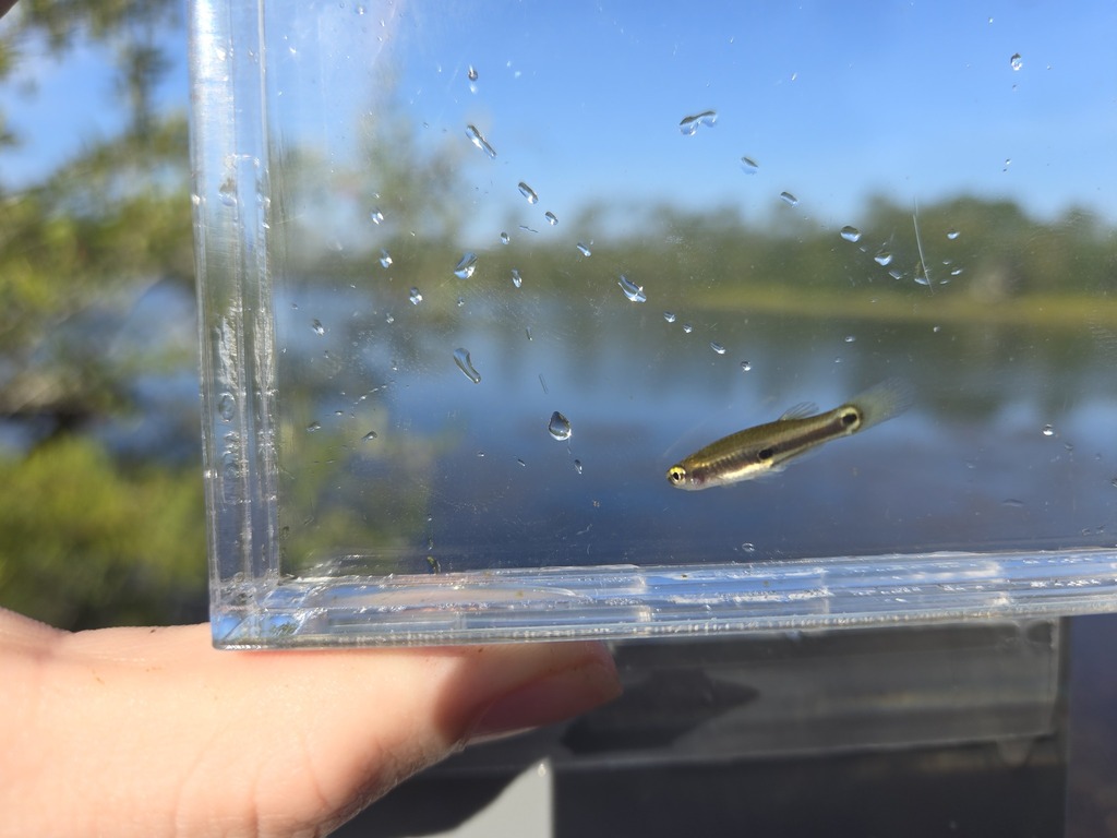 Pygmy Killifish from Santa Rosa County, FL, USA on August 4, 2024 at 08 ...