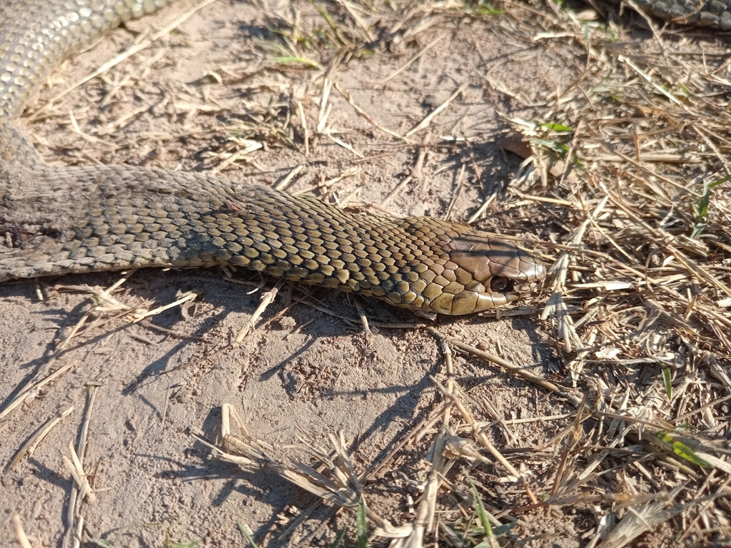 Patagonian Racer from San Jerónimo, Santa Fe, Argentina on August 9 ...