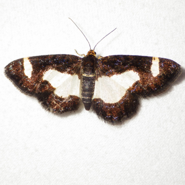 Common Spring Moth from 5373 Fitzgerald Rd, Burdett, NY 14818, USA on ...