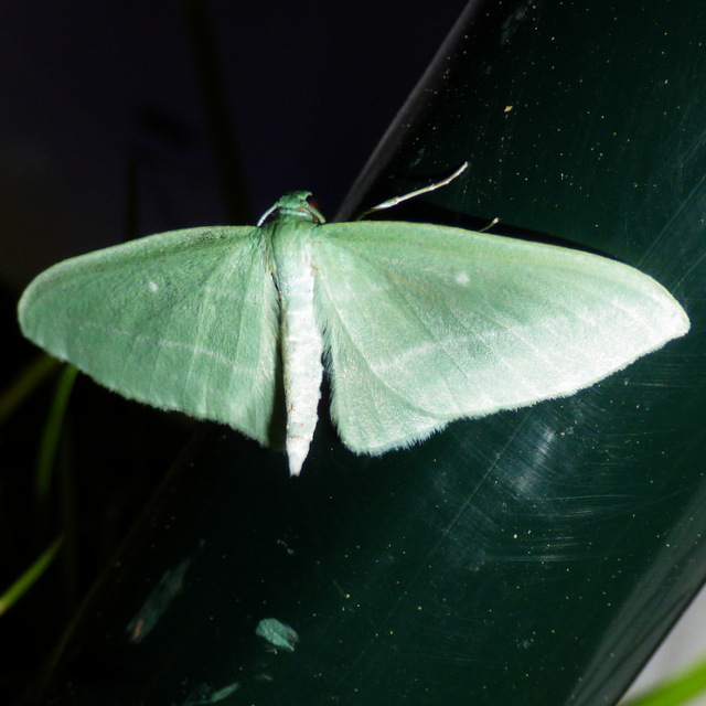 Bad-wing Moth from 5373 Fitzgerald Rd, Burdett, NY 14818, USA on June ...