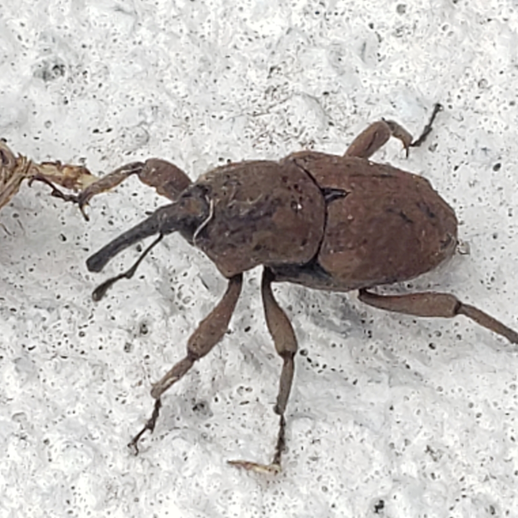 Southern Corn Billbug from Downtown, Raleigh, NC, USA on August 10 ...