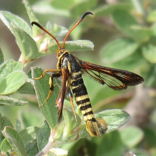 Arizona Clearwing Moth (Misc. Moths of the United States Pt.1 ...