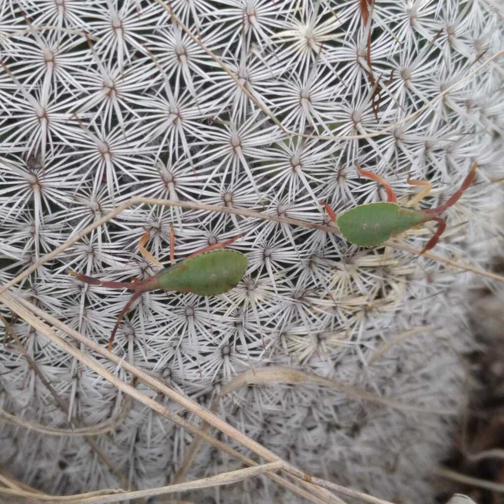 Prickly Pear Bug from 74690 Tepexi de Rodríguez, Pue., México on August ...
