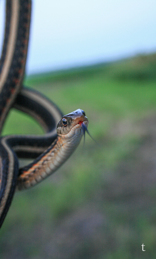 Red-sided Garter Snake from Polk County, IA, USA on July 05, 2013 at 08 ...