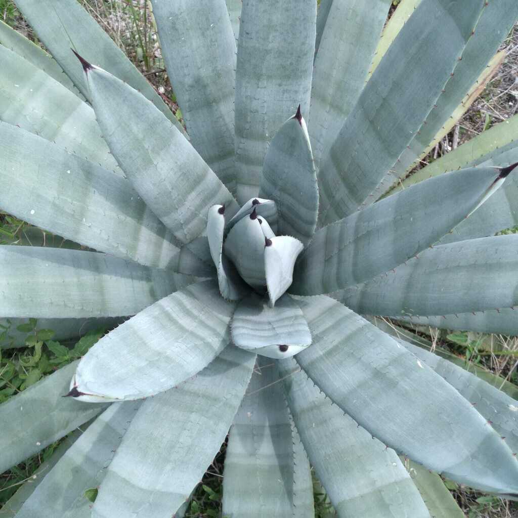 century plants from 74690 Tepexi de Rodríguez, Pue., México on August ...