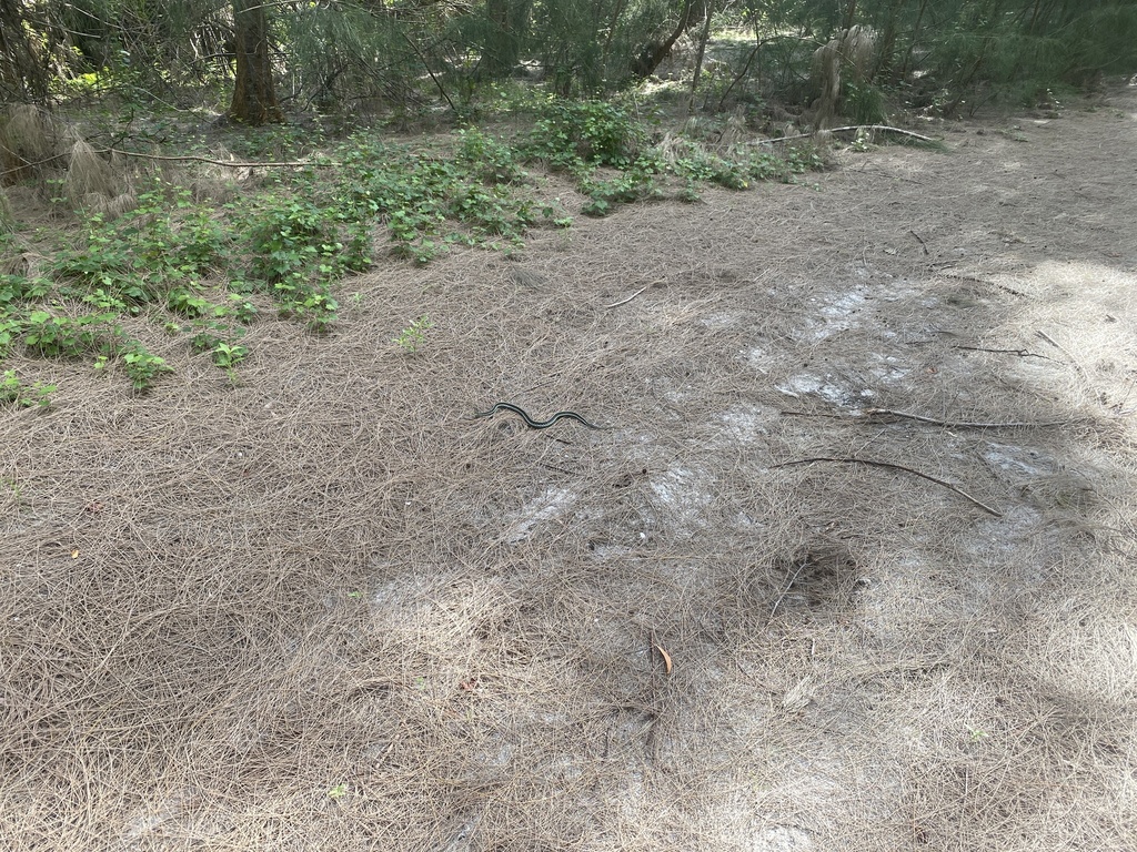 Common Garter Snake from SR-7 N, Delray Beach, FL, US on August 12, 2024 at 09:24 AM by Elan ...