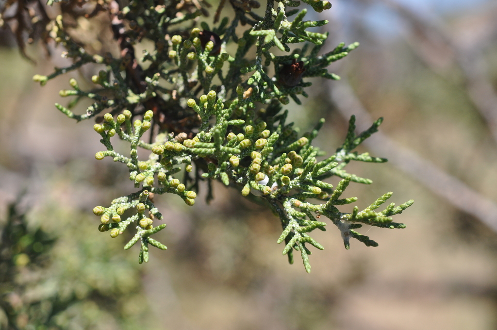 western juniper (Juniperus occidentalis) - Botanical Realm