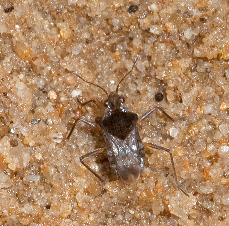 Semiaquatic Bugs from Webster County, WV, USA on August 11, 2012 at 12: ...