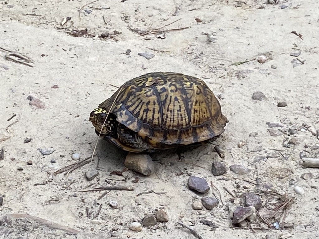 Eastern Box Turtle in June 2021 by molinina · iNaturalist