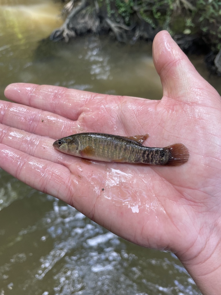 Central Mudminnow in August 2024 by dylansd4 · iNaturalist