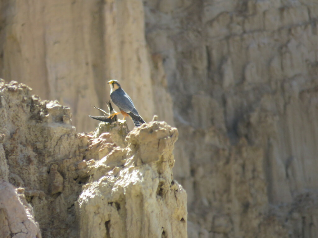 Aplomado Falcon from Murillo, Bolivia on August 10, 2024 at 02:34 AM by ...