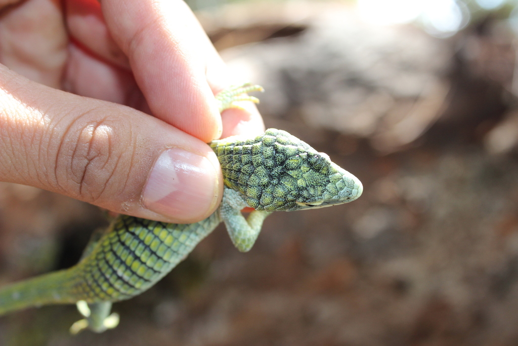 Terrestrial Arboreal Alligator Lizard in June 2019 by Luis Alberto ...
