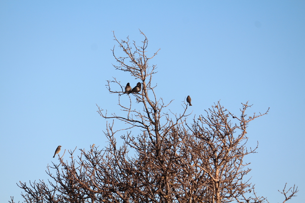 African Red-eyed Bulbul from Deep Levels, South Africa on August 12 ...