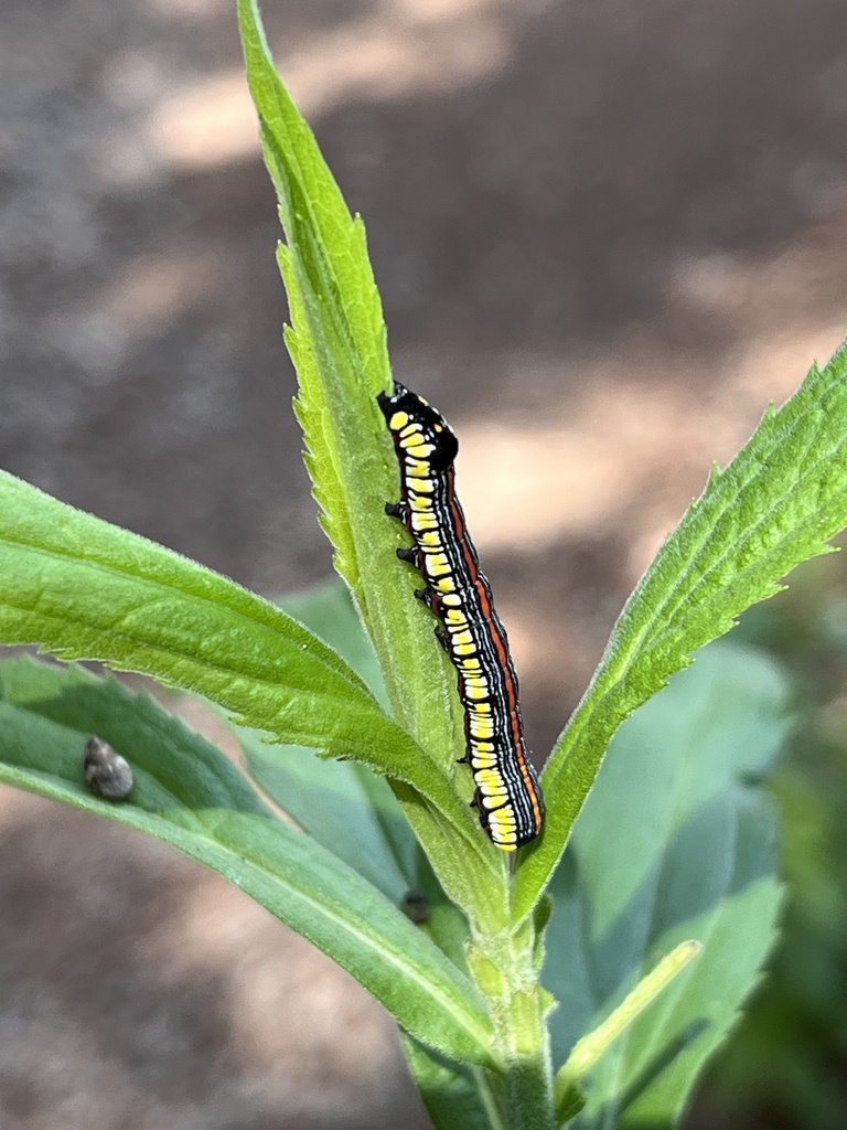 Brown-hooded Owlet from Île-Bonaventure-et-du-Rocher-Percé National ...