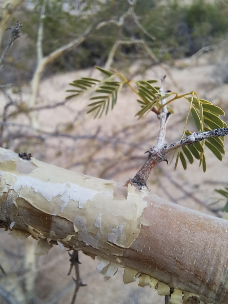 Blue Thorn from Erongo Region, Namibia on August 2, 2024 at 05:39 PM by ...