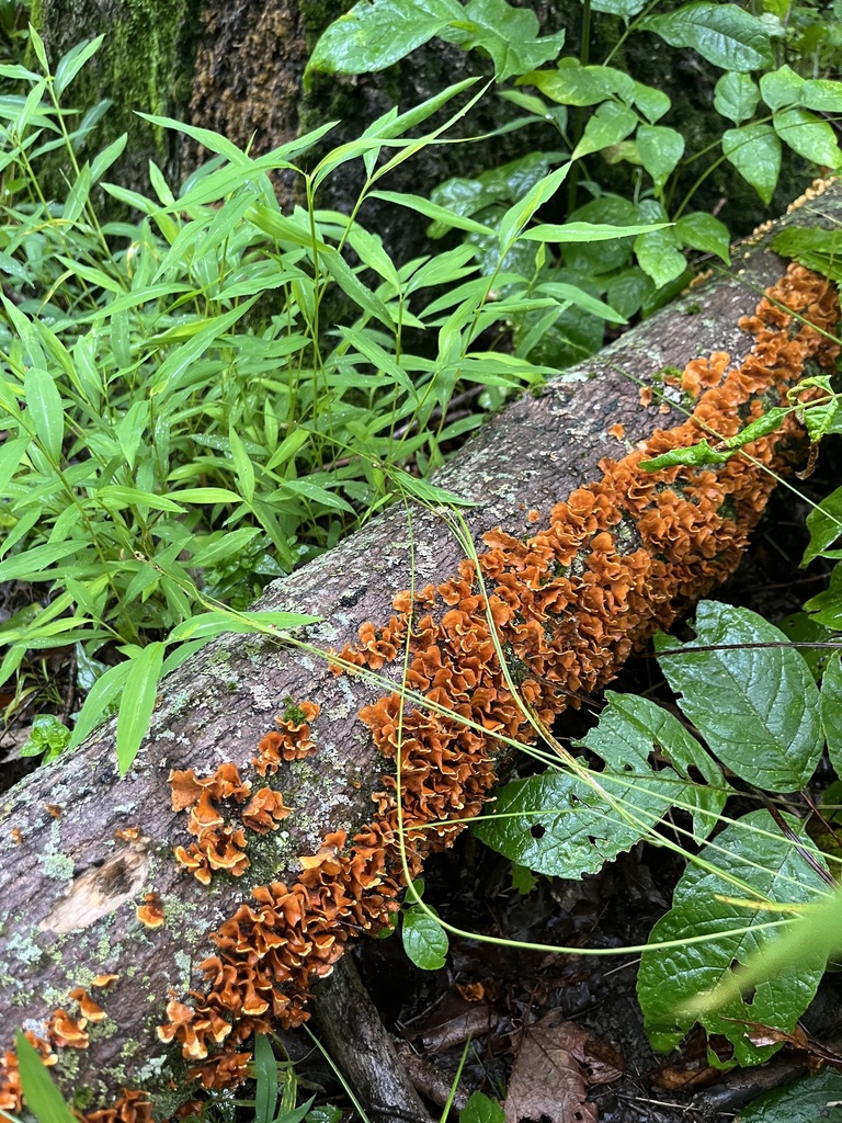 crowded parchment from Hudson Highlands State Park, Cold Spring, NY, US ...