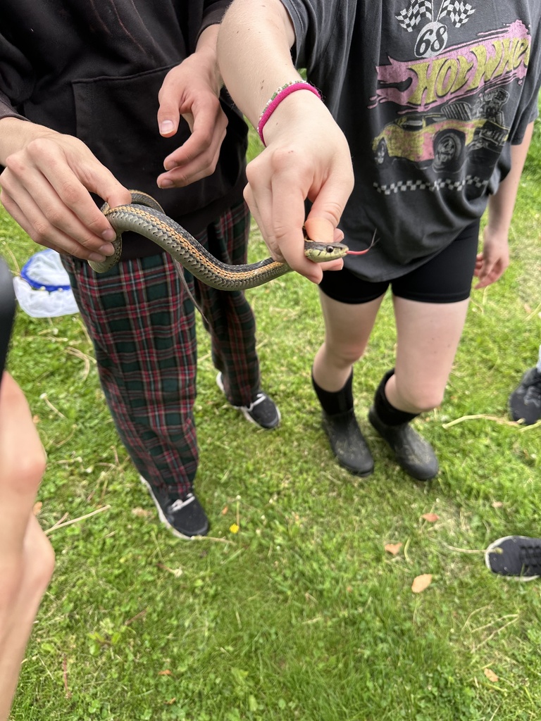 Eastern Garter Snake from Commercial St, Milton, ON, CA on May 17, 2024 ...