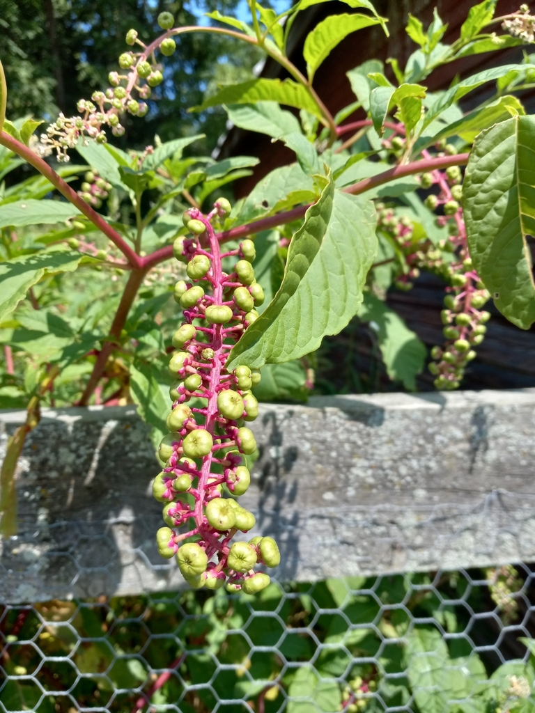 Common American Pokeweed in August 2024 by Audrey · iNaturalist