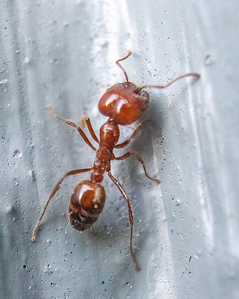 Tropical Fire Ant from Culiacán, Sin., México on August 12, 2024 at 10: ...