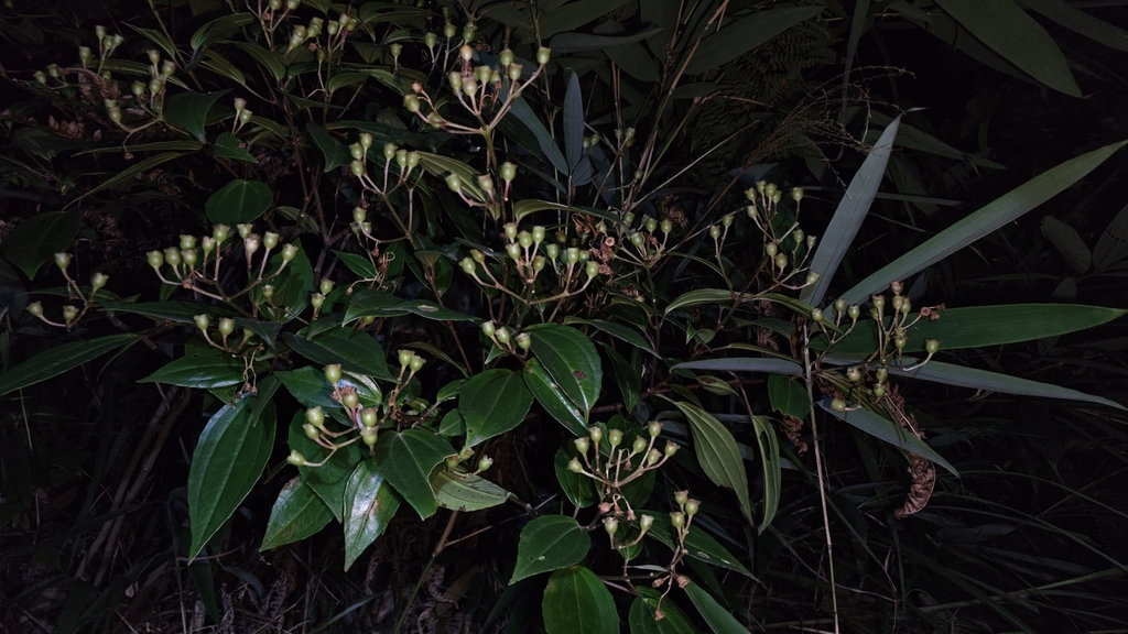Bredia quadrangularis from 浙江省温州市泰顺县罗阳镇罗阳 on August 12, 2024 at 08:15 ...