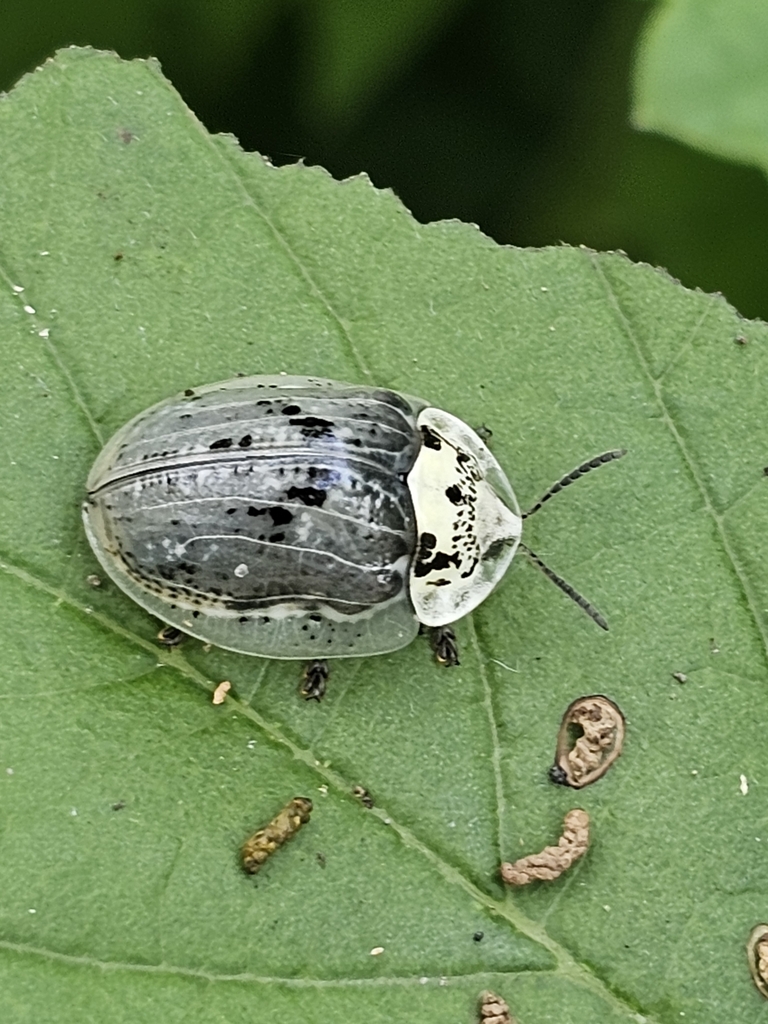 Wild Olive Tortoise Beetle from 63717 Nay., México on August 11, 2024 ...
