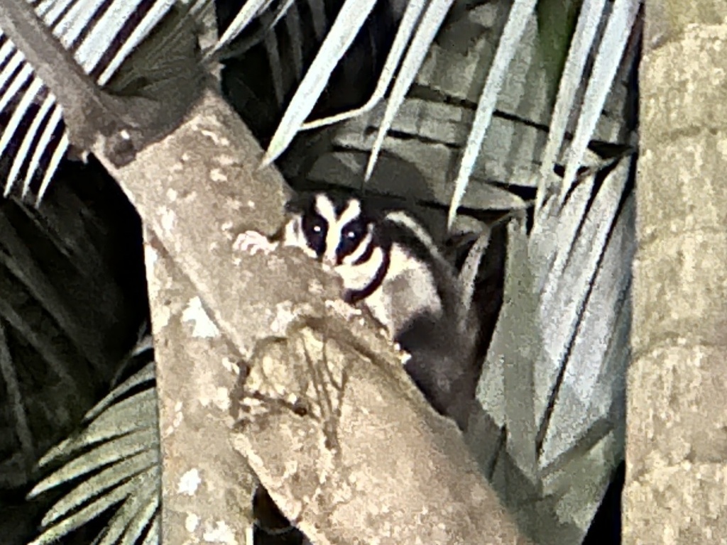Striped Possum from Anderson St, Manunda, QLD, AU on August 8, 2024 at ...