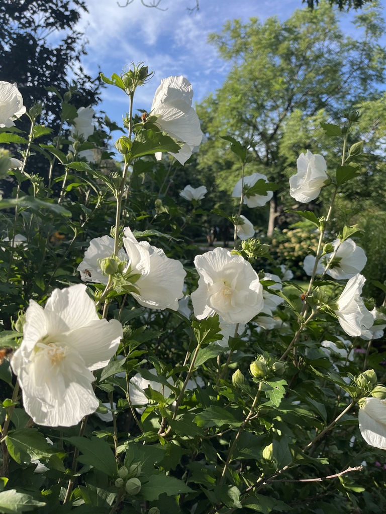 common hibiscus from Beech St, Highland Park, IL, US on August 12, 2024 ...