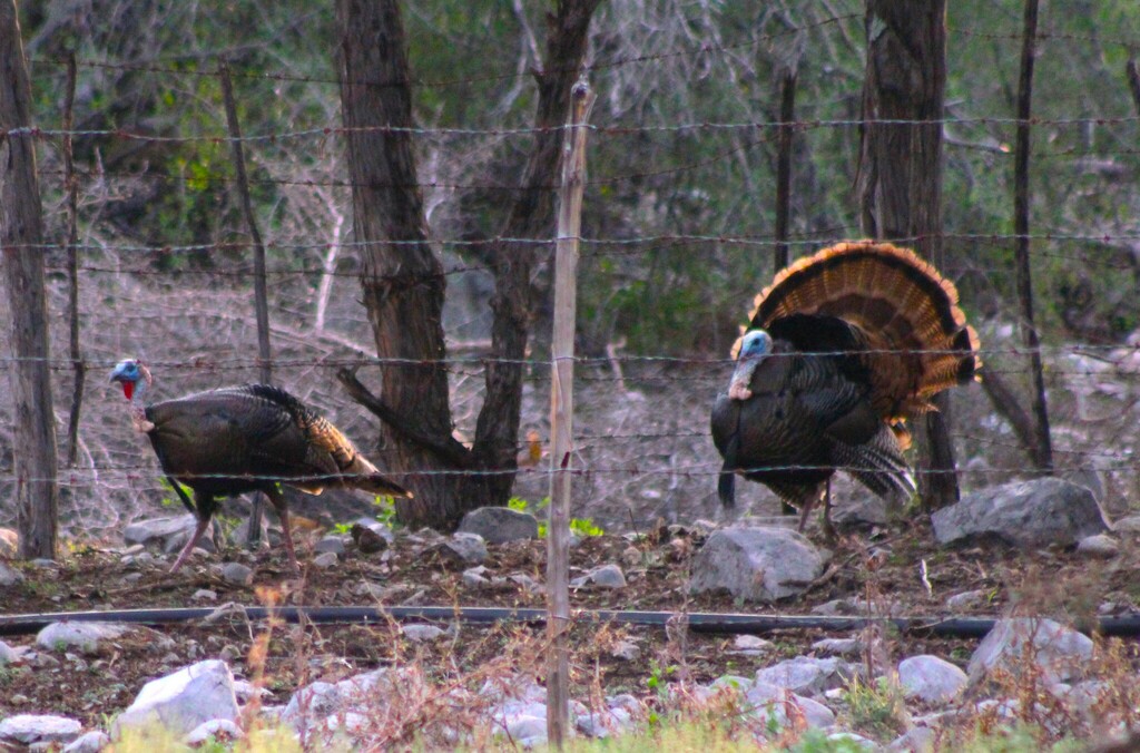 South Mexican Wild Turkey from Múzquiz, Coah., México on May 3, 2024 at ...