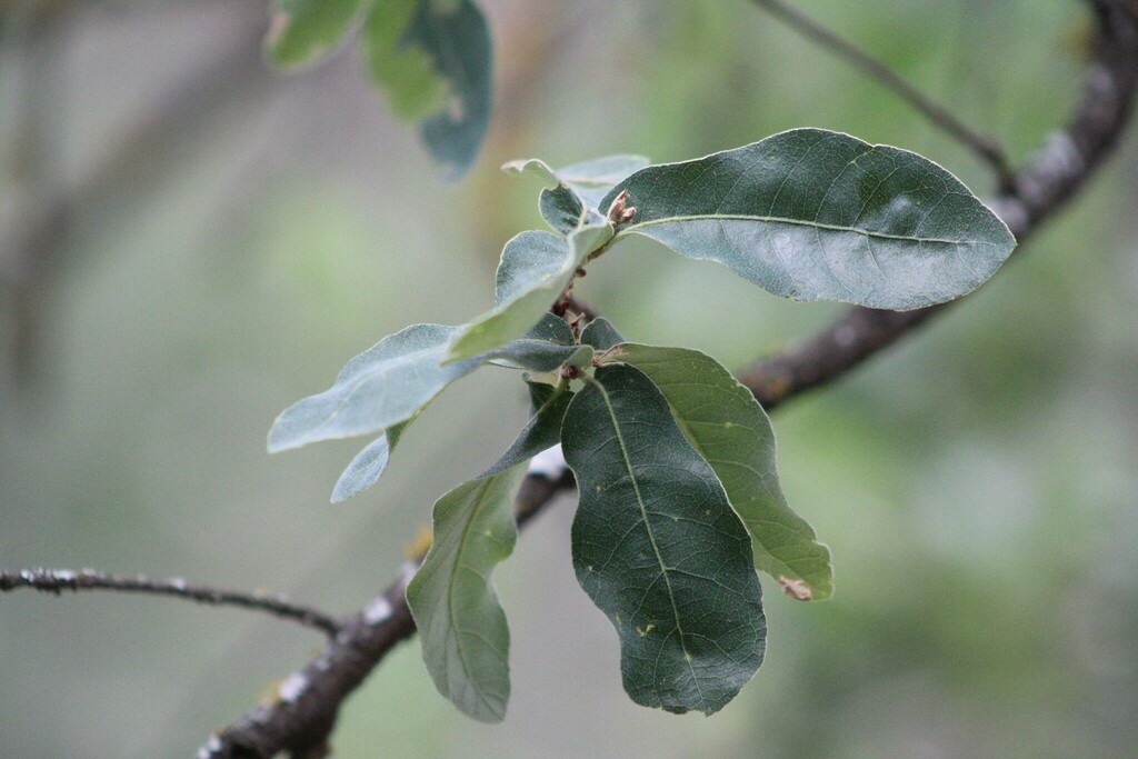 Sandpaper Oak from Múzquiz, Coah., México on May 3, 2024 at 11:20 AM by ...