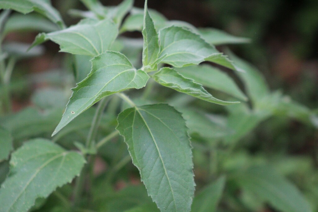 Chamiso desde Múzquiz, Coah., México el 03 de mayo de 2024 a las 11:20 ...