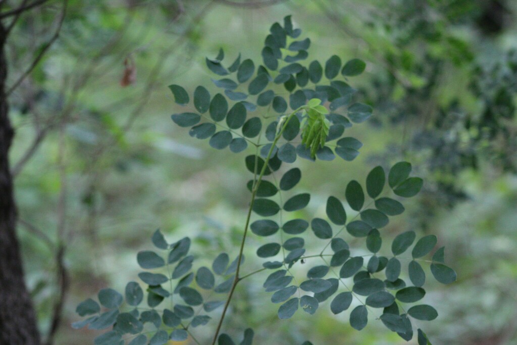 Golden-ball Lead Tree from Múzquiz, Coah., México on May 3, 2024 at 11: ...