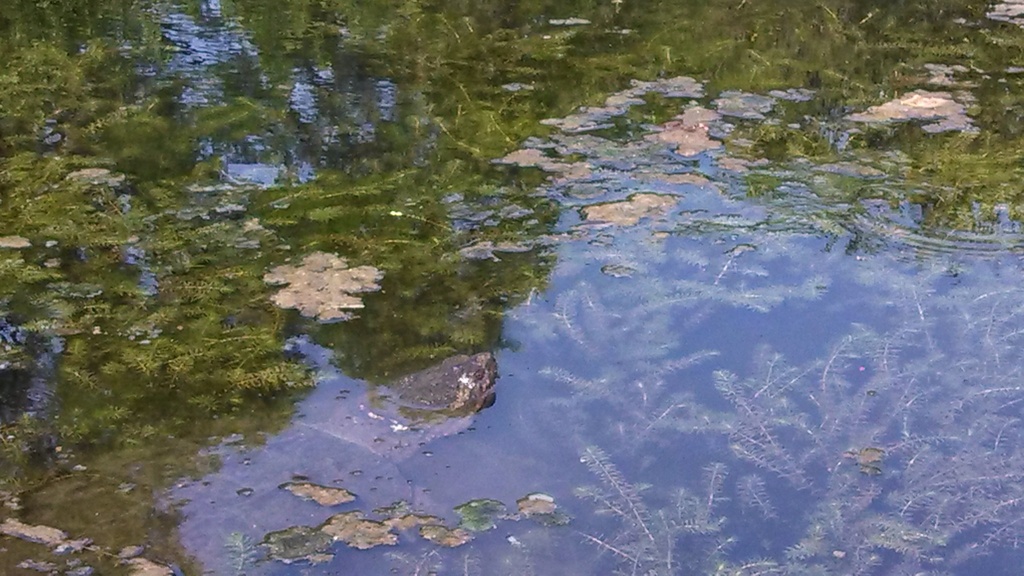 Common Snapping Turtle from ALison Park, Staten Island on July 17, 2013 ...