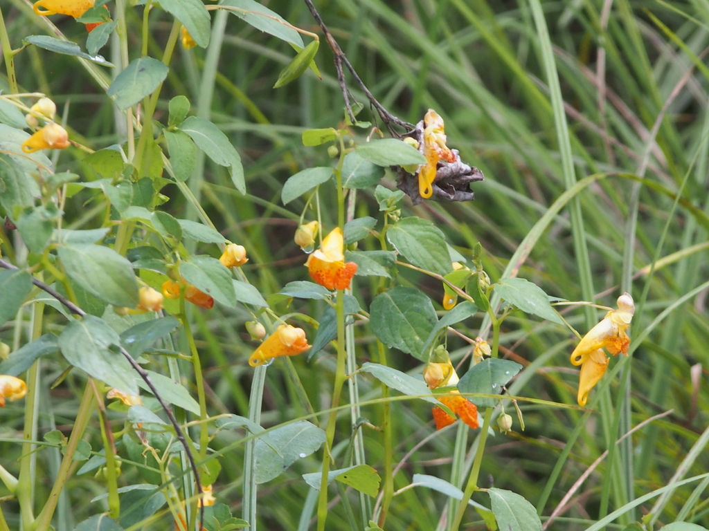 common jewelweed from M36/Kelly SE fen (Putnum Twp) on August 12, 2024 at 11:03 AM by Ken Potter ...