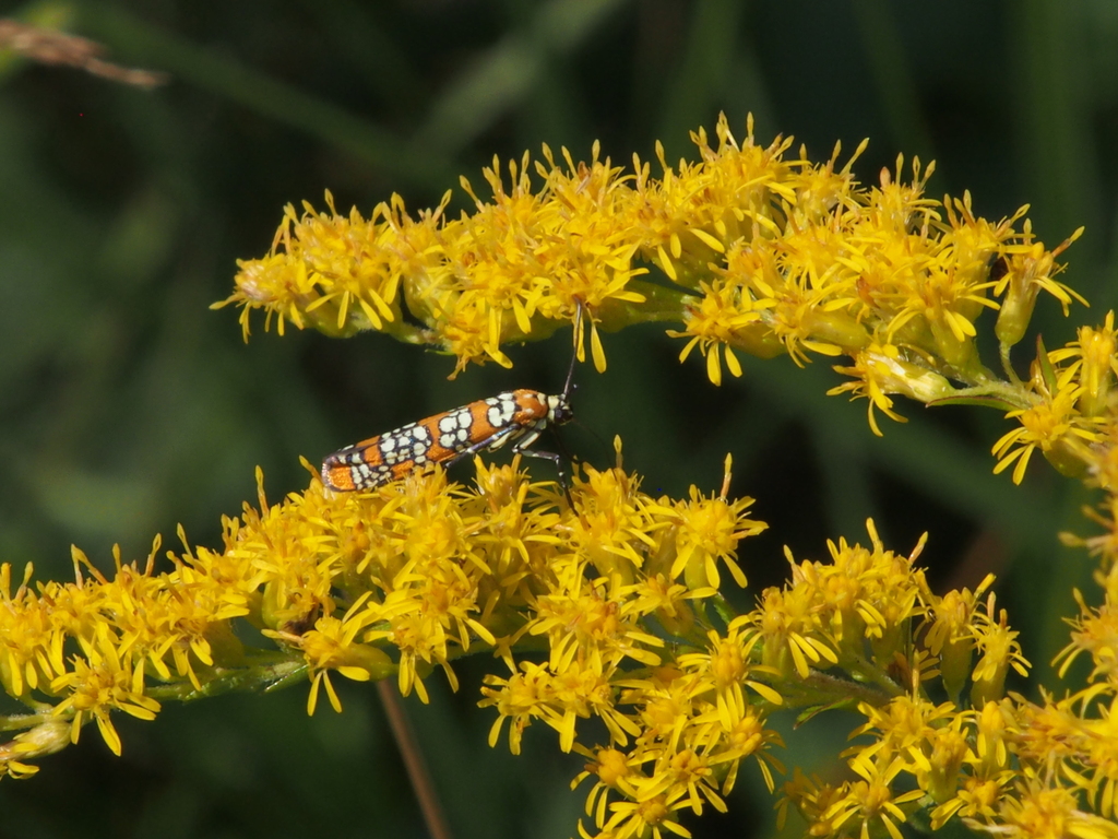 Ailanthus Webworm Moth from M36/Kelly SE fen (Putnum Twp) on August 12, 2024 at 11:10 AM by Ken ...