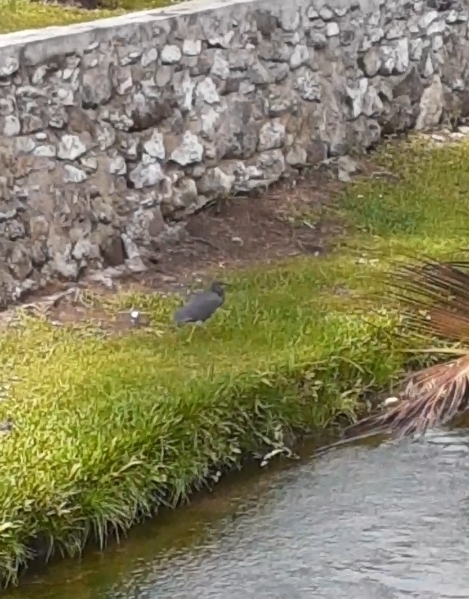 Pacific Reef Heron from Ruatonga Tapere, Avarua, Cook Islands on July ...