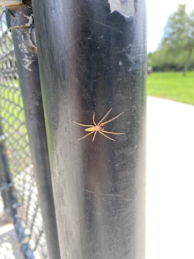 Yellow Ghost Spider from Greenbriar Park, Wellington, FL, US on August ...