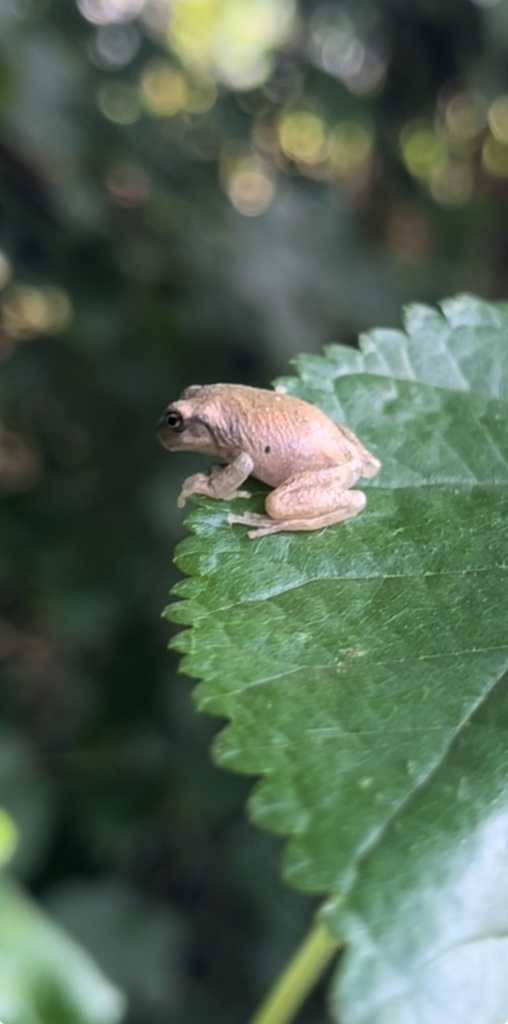 Hyline Tree Frogs from Ellerbee Creek Trail, Durham, NC, US on August ...